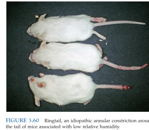 생쥐아,꼬리가 아파? | Community>Bulletin | Cyagen Korea
