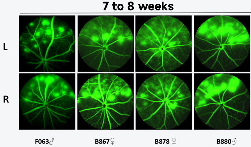녹아웃 및 트랜스제닉 마우스/랫 모델 | 싸이아젠 | Cyagen Korea
