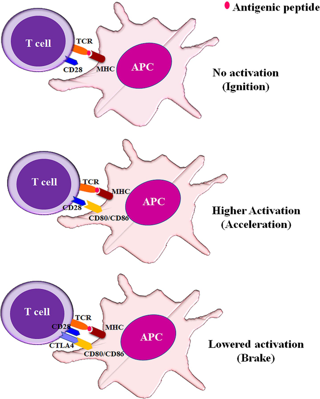 녹아웃 및 트랜스제닉 마우스/랫 모델 | 싸이아젠 | Cyagen Korea